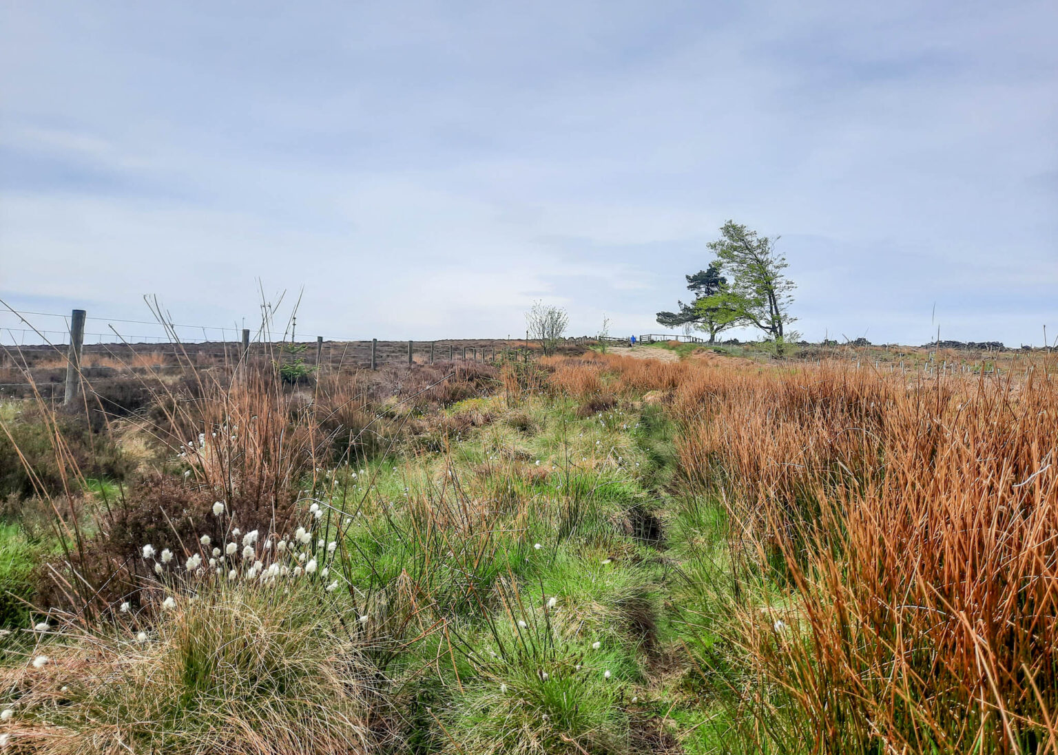 Stanage Pole walk (linear, 3.4km): with optional extension to Stanage Edge