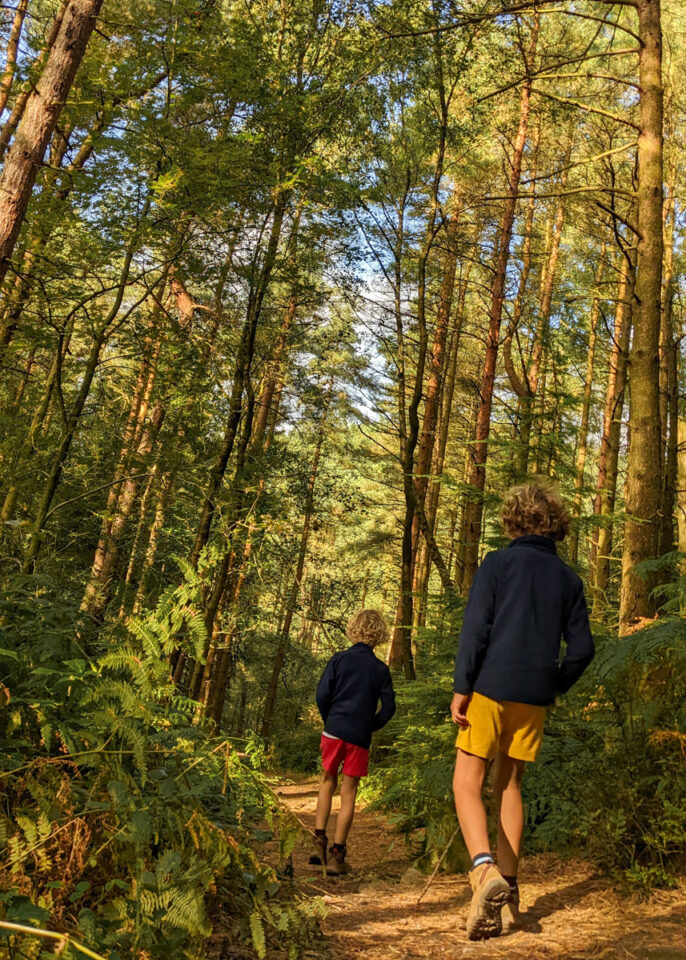 Beeley and Hill Bank Plantation walk (2.7km) | Peak District Kids